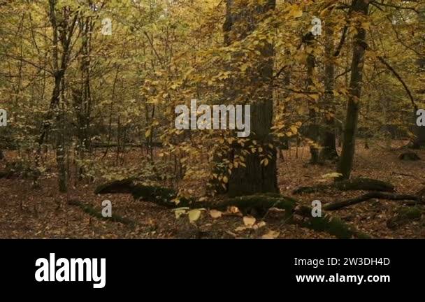 Oak forest europe Stock Videos & Footage - HD and 4K Video Clips - Alamy