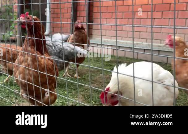Coop for chickens Stock Videos & Footage - HD and 4K Video Clips - Alamy