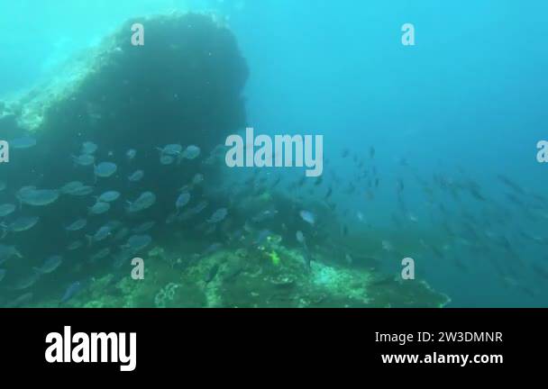 Underwater View Of Coral Garden With Sponge And Tropical Fish In Kri ...