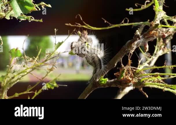 Fully damaged oak tree leaves.Toxic caterpillar infestation plagues oak ...