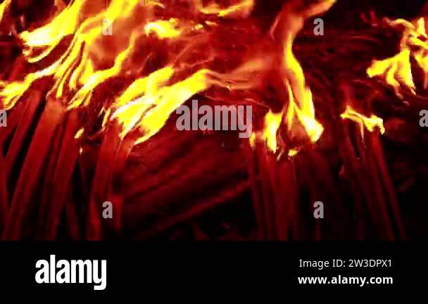 Coconut Leaf Fire flames on a black background. Blaze fire flame ...