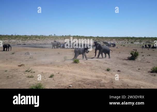 Two bull elephants fighting around Omuramba Waterhole in at Khaudum ...