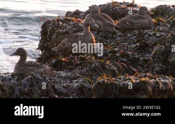 Eider duck male somateria Stock Videos & Footage - HD and 4K Video ...