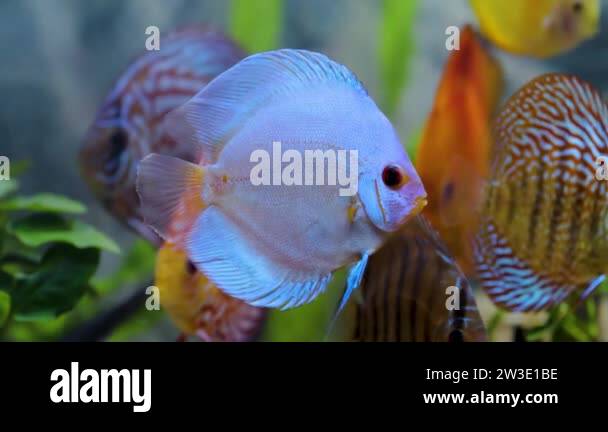 Close up view of discus fish swimming in planted aquarium. Tropical ...