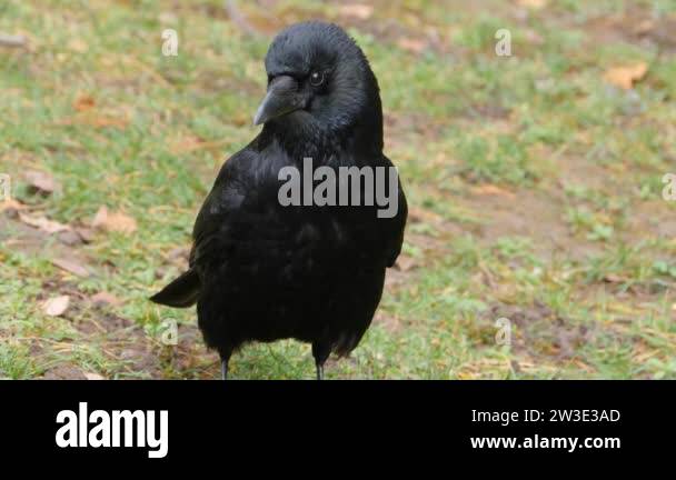 Northern raven crow Stock Videos & Footage - HD and 4K Video Clips - Alamy