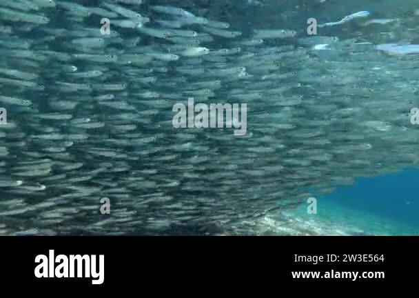 Massive school of small fish slowly swims under surface of water, on ...
