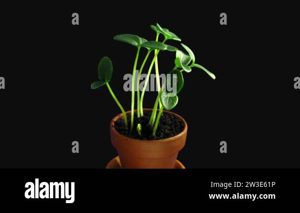 Phototropism effect in growing beans vegetables 12d3 in RGB + ALPHA ...