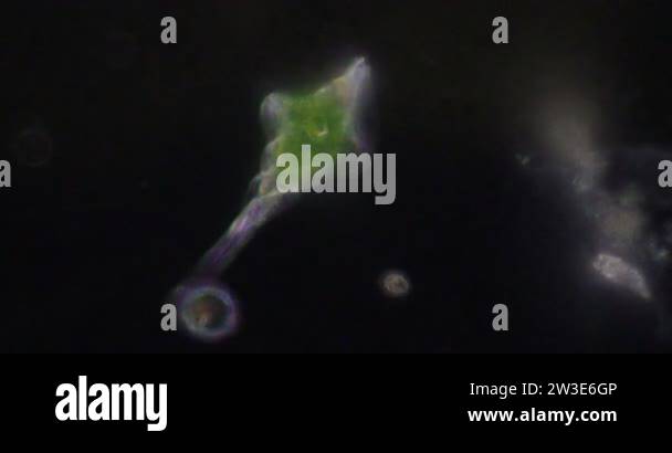Chlorophyll micrograph Stock Videos & Footage - HD and 4K Video Clips - Alamy