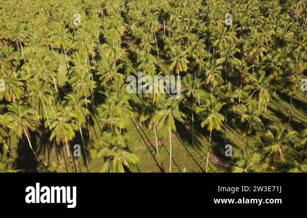Oil palm trees plantation at the edge of tropical rainforest. Aerial ...
