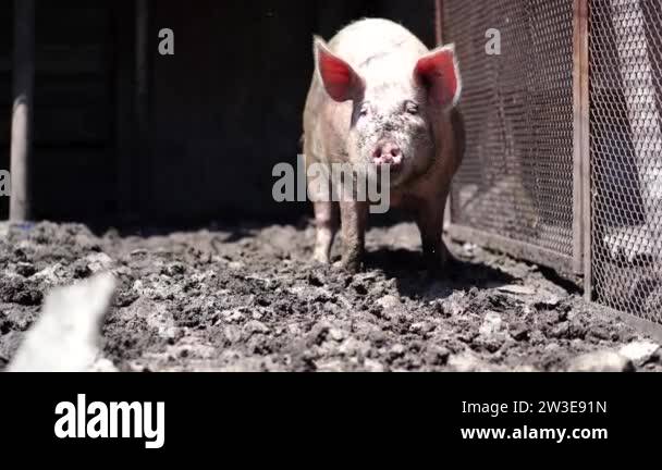 Messy pig Stock Videos & Footage - HD and 4K Video Clips - Alamy