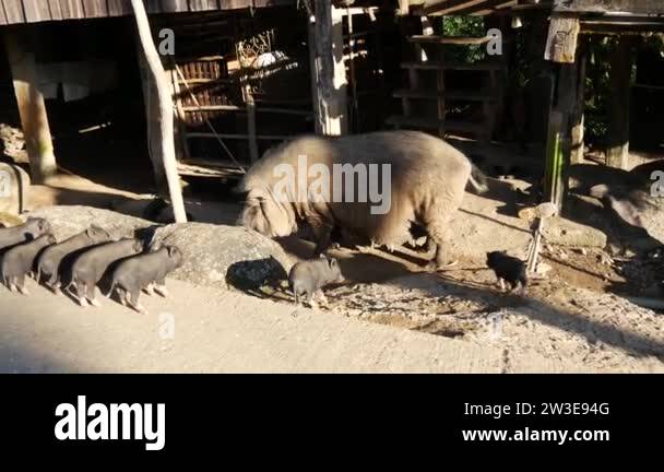 Mother and baby pigs Stock Videos & Footage - HD and 4K Video Clips - Alamy