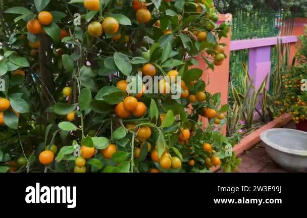 A lot of orange trees with ripe fruits on them. Buying orange trees is ...