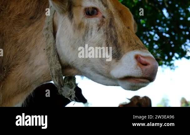 Portrait of a cow in the pasture. Animal head close up. Flies sit on ...
