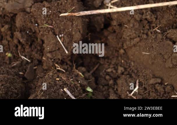 Dug up soil Stock Videos & Footage - HD and 4K Video Clips - Alamy