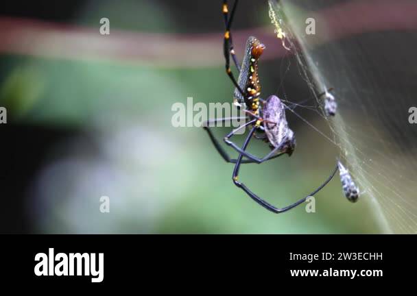 4K nature wildlife footage of spider wrapping an insect that has just ...
