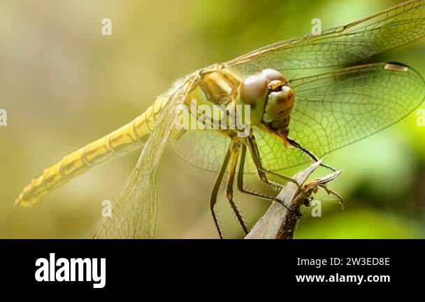 The look of the dragonfly - macro photography. Odonata - the order of ancient antibiotic good ...