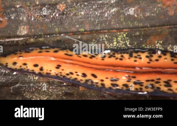 video of Giant land planarian worm the Ecuadorian Amazon Stock Video ...