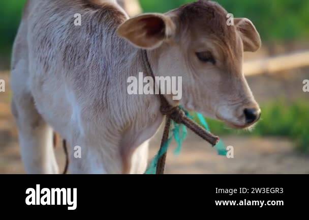 Innocent Cow kid in a pet farm. Standing calf with curious sight ...