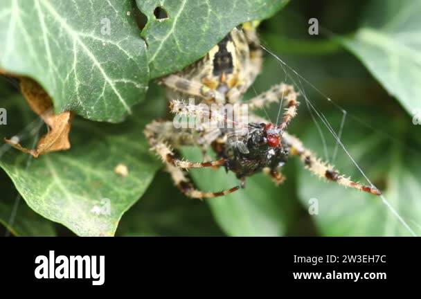 Drain spider Stock Videos & Footage - HD and 4K Video Clips - Alamy