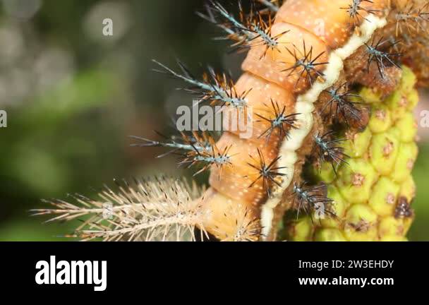 video of Larva of an Automeris moth, Saturniidae, poisonous stinging ...