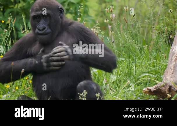 Chest beating gorilla Stock Videos & Footage - HD and 4K Video Clips ...