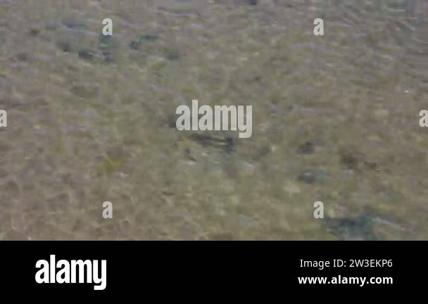 Yellow sand is visible through the clear wavy river water. Crystal ...