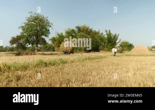 Back view of a two-wheel tractor carrying heavy load of rice straw ...