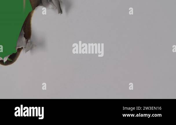 White paper is on fire. The sheet of paper burns, exposing the burnt ...