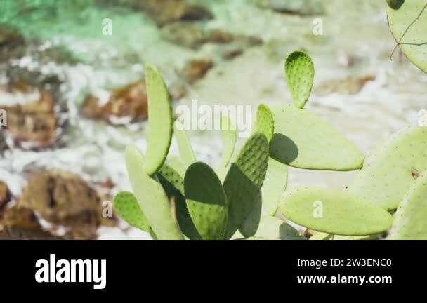 Top view of a beautiful transparent sea. Big green cactus in the ...