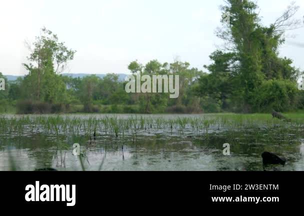 Mossy lake and swamp in the mangrove forest. Wetland bog fen carr ...
