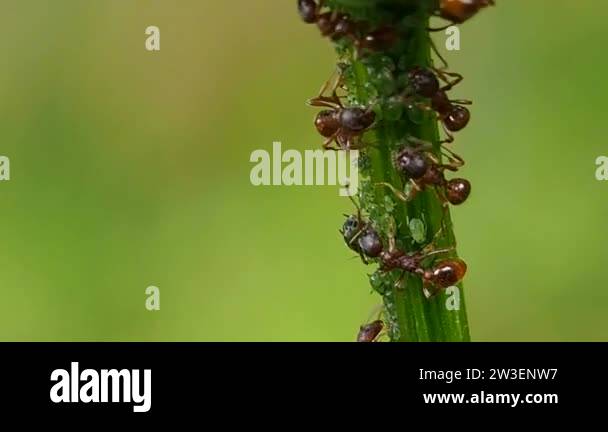 Ant farm on the stem of the flower. Insects and their family are ...