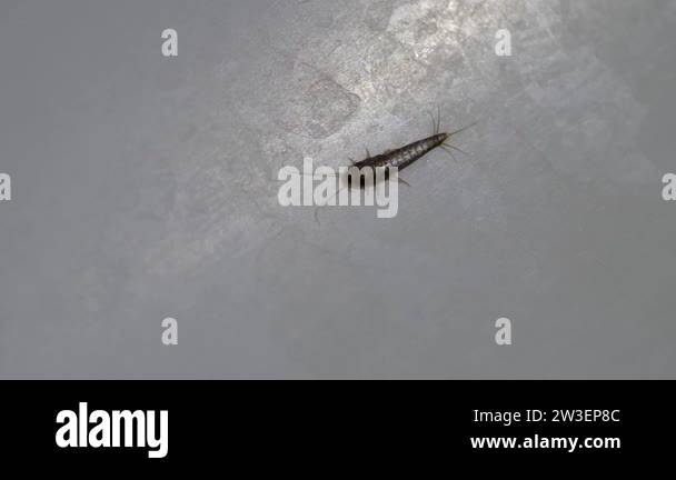 Silverfish lepisma saccharina Stock Videos & Footage - HD and 4K Video ...