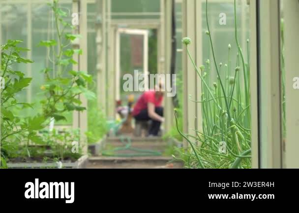 The farmer weeding the seedlings of tomato. Care of seedlings in the ...
