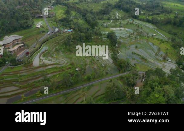 Cars driving on the rural road through Bali countryside with irrigated ...