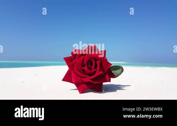 Caribbean rose Stock Videos & Footage - HD and 4K Video Clips - Alamy