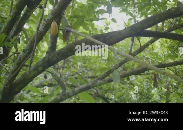 Wooden Stick Attached with a Piece of Metal to Cut and Harvest Yellow ...