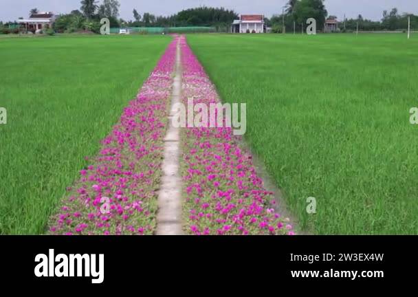 Cong nature trail Stock Videos & Footage - HD and 4K Video Clips - Alamy