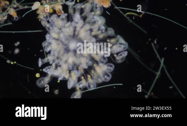 Phylum rotifera Stock Videos & Footage - HD and 4K Video Clips - Alamy
