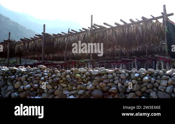 Pollacks(Hwangtae) are being dried at Yongdae-ri near Inje-gun, Korea ...