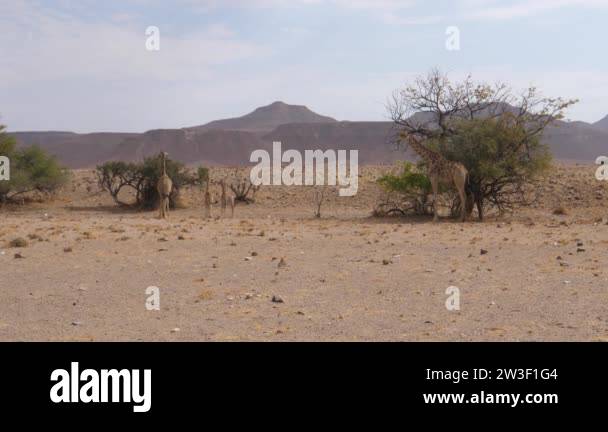 Namibia family Stock Videos & Footage - HD and 4K Video Clips - Alamy