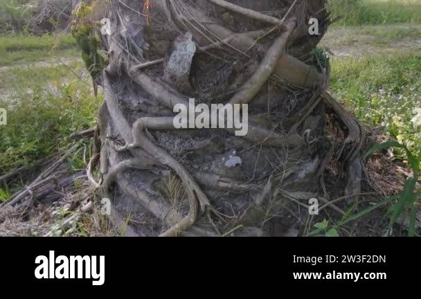 Dead tree branch and root Stock Videos & Footage - HD and 4K Video ...