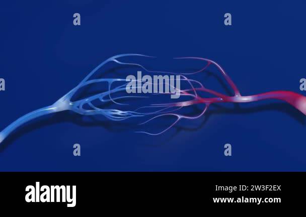 This 3d animation is an overview of the human neuron Stock Video ...