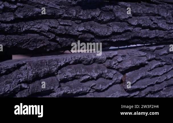 bark of tree texture. Wood bark texture. Part of a tree in daylight. The invoice for designers ...