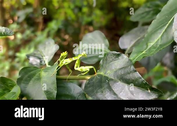 Flower mantises are those species of praying mantises that mimic ...
