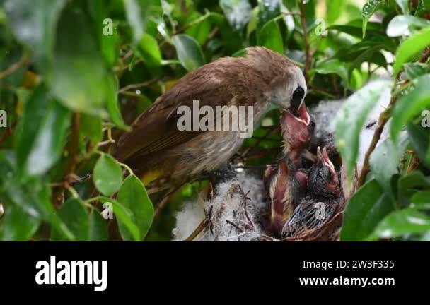 7 day old new born of baby birds in a nest of yellow-vented bulbul ...