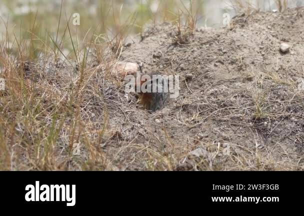 Groundhog head burrow Stock Videos & Footage - HD and 4K Video Clips ...