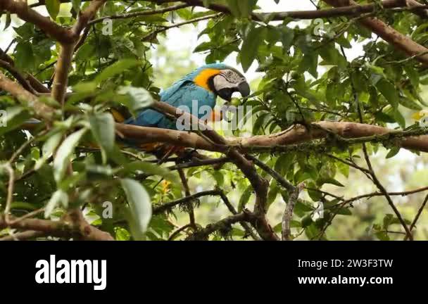 Parrot eating tree fruit Stock Videos & Footage - HD and 4K Video Clips ...