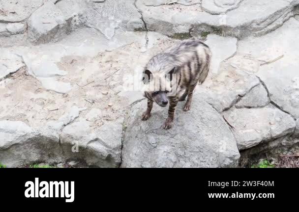 Close-up striped hyena at the zoo. A representative of the hyena family ...