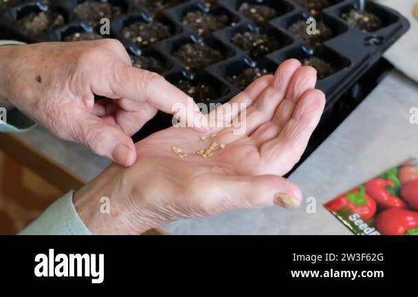 Seeds on the palm of an 85 years woman. Preparation of seeds for sowing ...