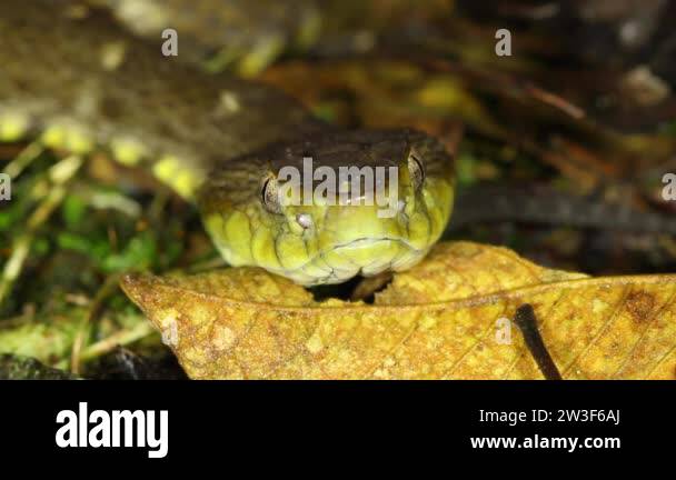 Bothrops atrox snake Stock Videos & Footage - HD and 4K Video Clips - Alamy